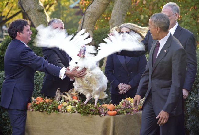 Barack Obama presides over final Thanksgiving turkey pardoning ceremony ...