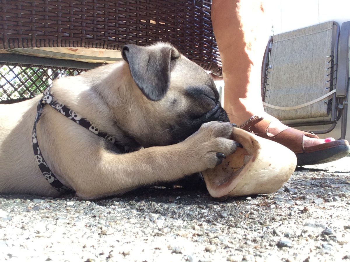 Saanich dog experiences opioid overdose after accidental exposure at ...