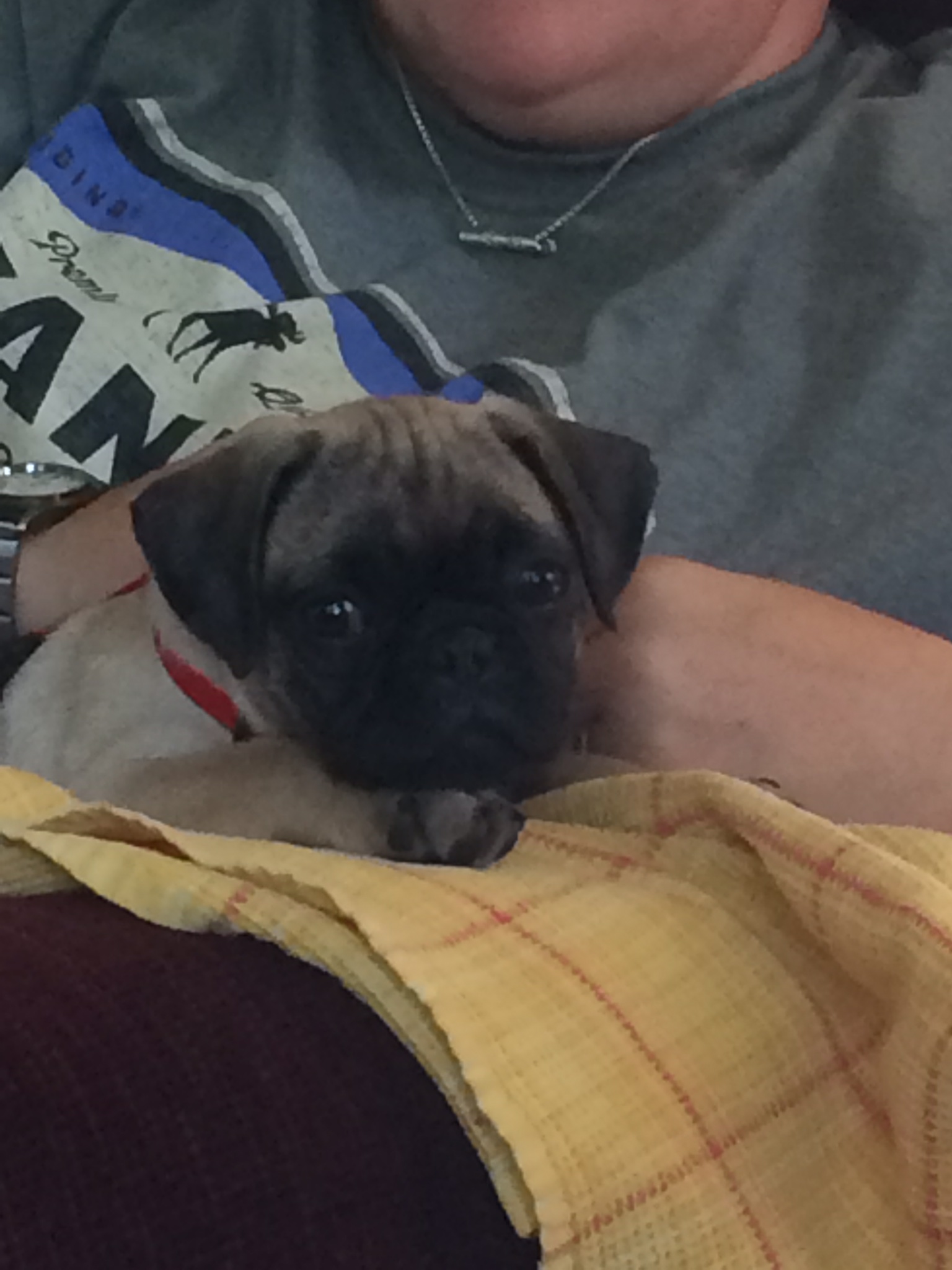 Saanich dog experiences opioid overdose after accidental exposure at ...