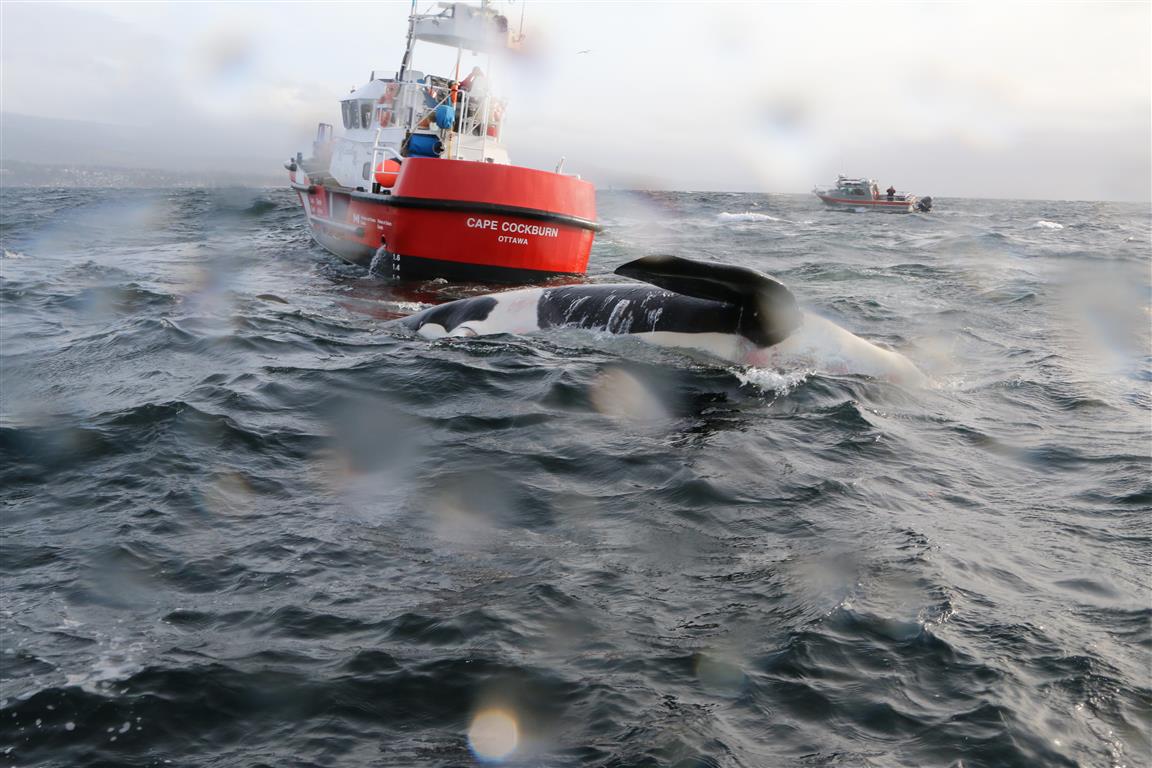 Dead orca with signs of blunt-force trauma found near Sechelt - BC ...