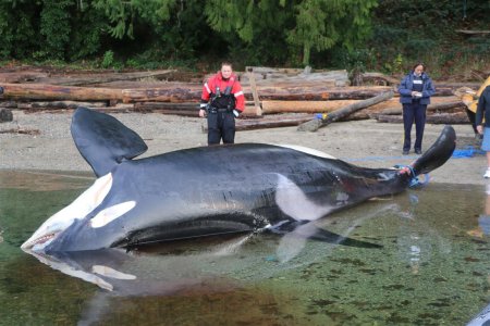 Dead orca with signs of blunt-force trauma found near Sechelt - BC ...