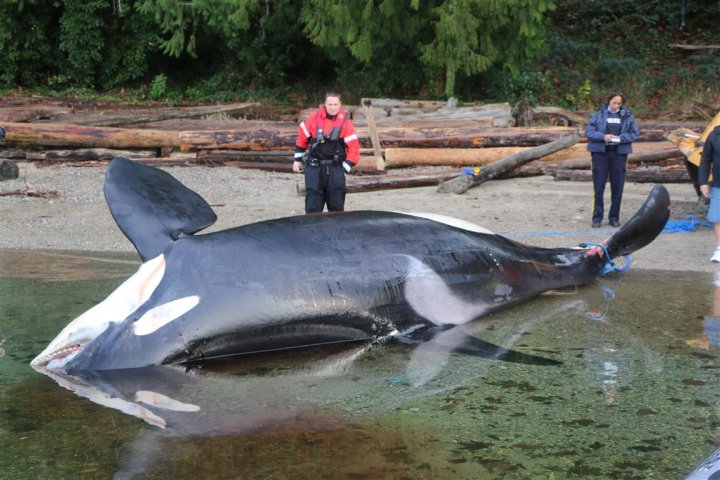 Dead orca with signs of blunt-force trauma found near Sechelt - BC ...