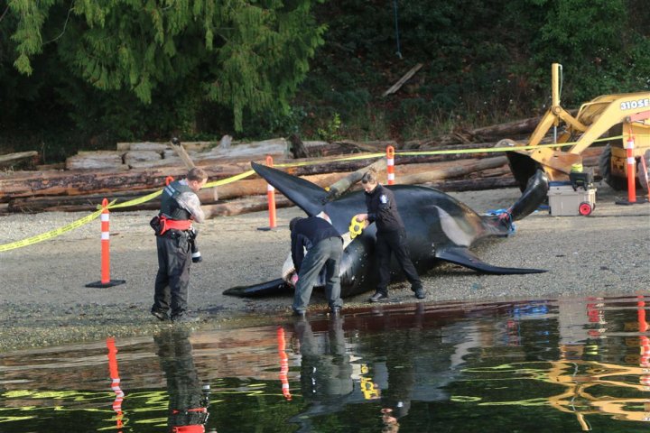 Dead orca with signs of blunt-force trauma found near Sechelt - BC ...