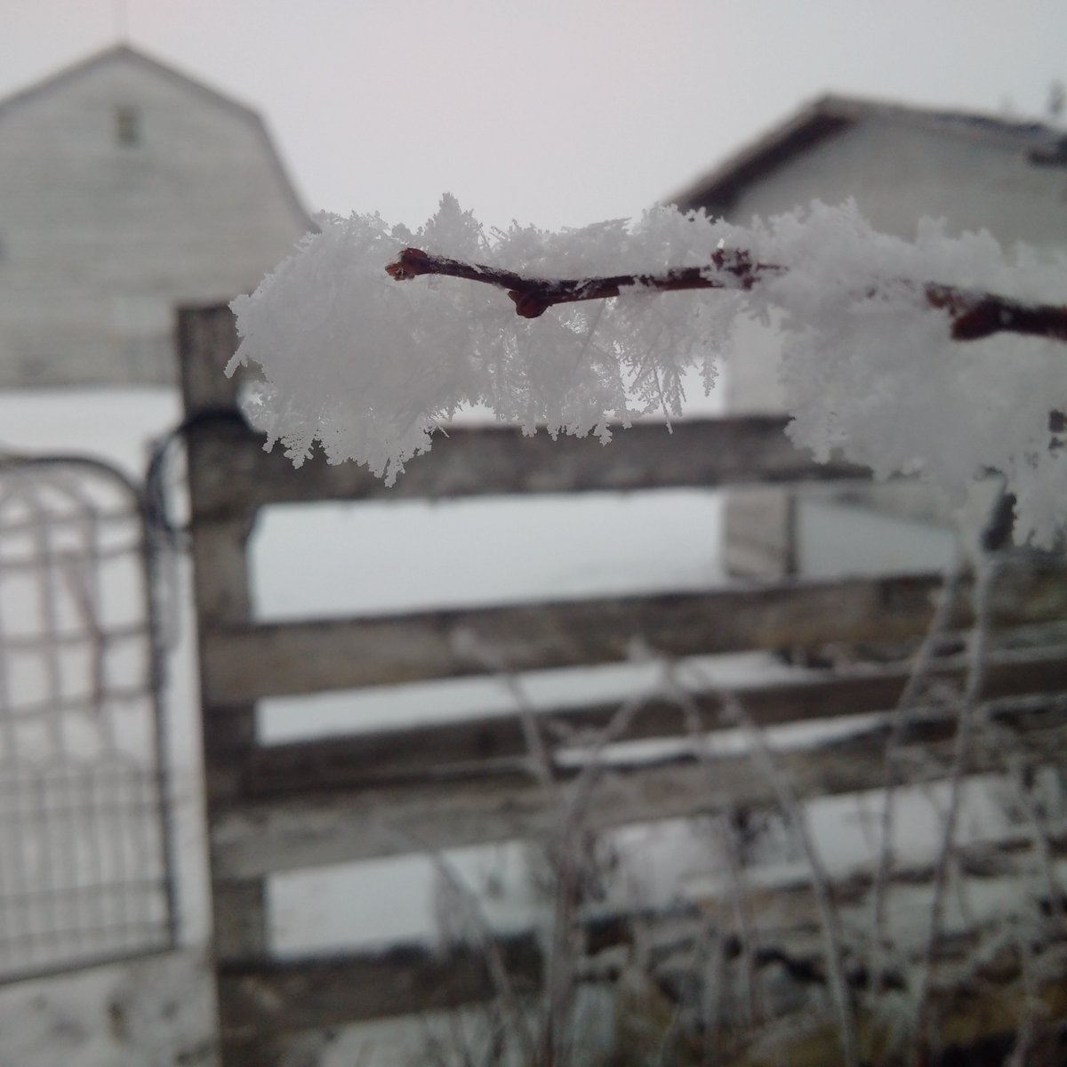 IN PHOTOS: Hoar frost blankets Alberta trees… and dogs | Globalnews.ca