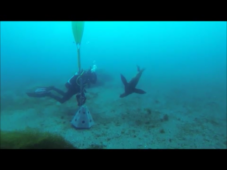 A first in Canada: Cremated remains can be turned into a living ocean ...