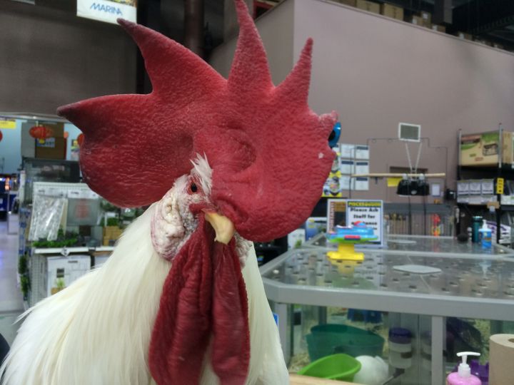Calgary pet store celebrates Year of the Rooster - Calgary | Globalnews.ca