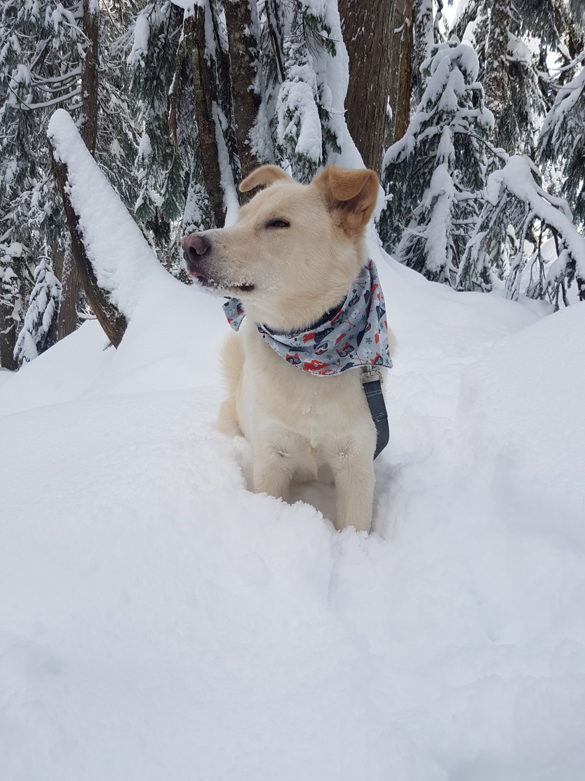 Beautiful photos of dogs playing in B.C. snow storm | Globalnews.ca