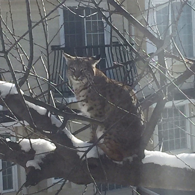 Bobcat spotted in northwest Calgary community | Globalnews.ca