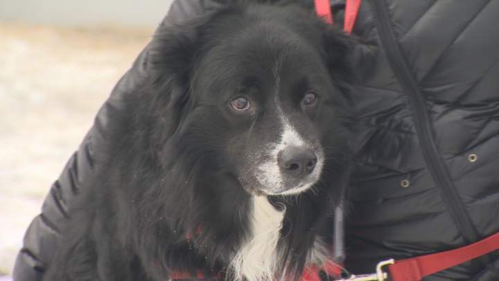 ‘ElderDog’ helping seniors care for their beloved dogs across Canada ...