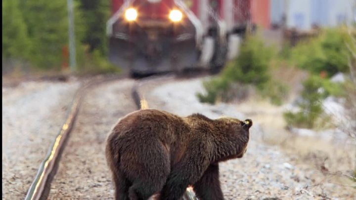 More work needed to protect grizzly bears from trains, says ...