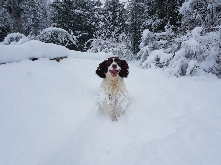 Beautiful photos of dogs playing in B.C. snow storm | Globalnews.ca