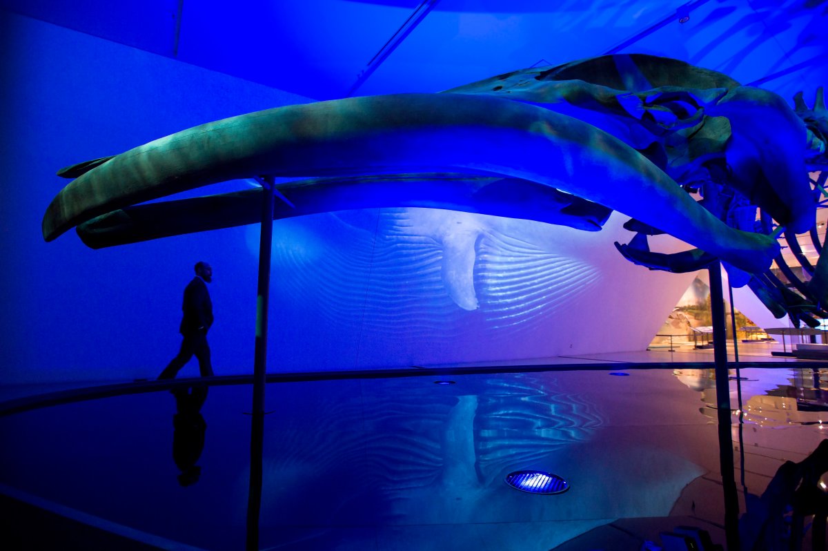 Blue whale that washed up on Newfoundland beach makes museum debut ...