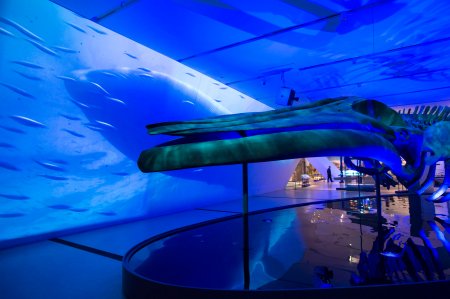 Blue whale that washed up on Newfoundland beach makes museum debut ...
