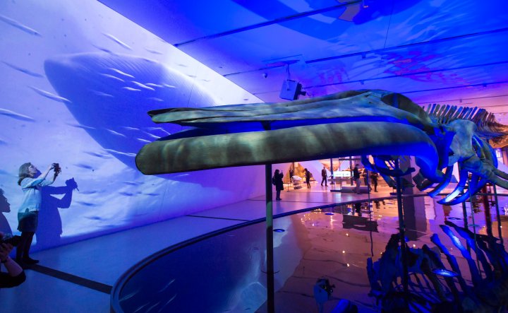 Blue whale that washed up on Newfoundland beach makes museum debut ...