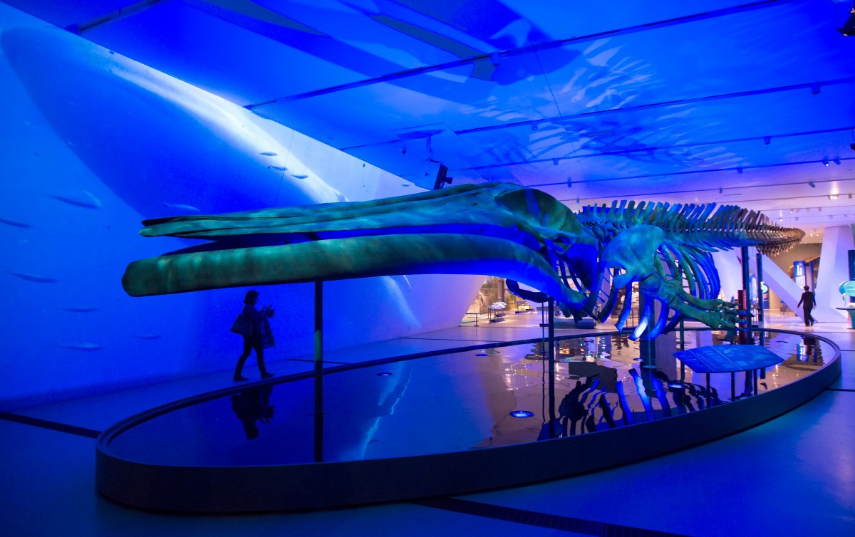 Blue whale that washed up on Newfoundland beach makes museum debut ...