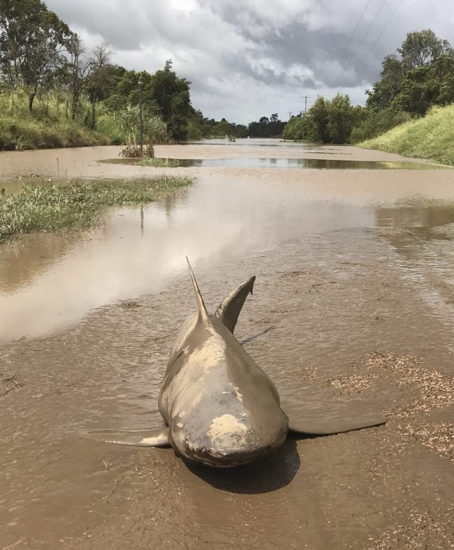 Bull shark left stranded on land after cyclone tears through northeast ...