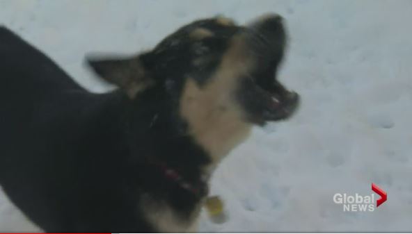 Dogs in Toronto deemed dangerous now required to wear tags, have ...