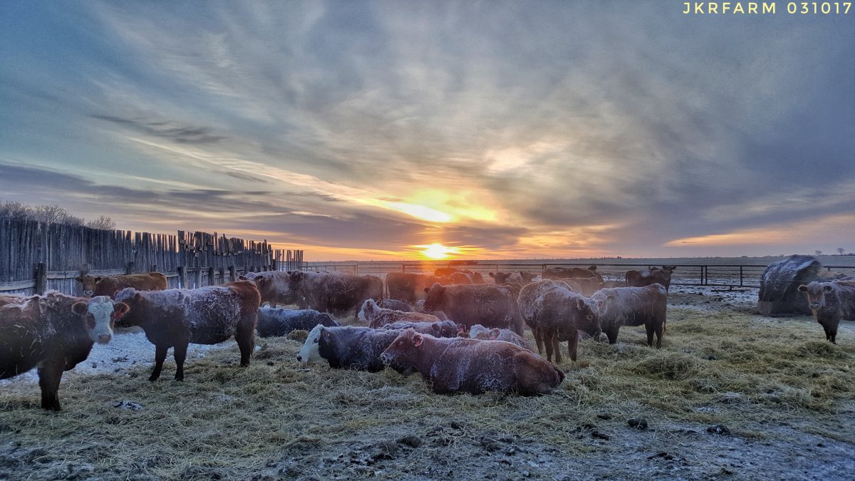 Your Saskatchewan – Regina: March 2017 | Globalnews.ca