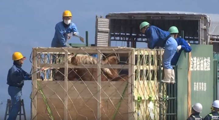 japan horse slaughter | News, Videos & Articles