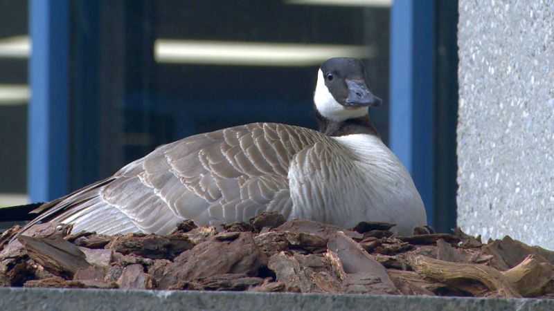 Canada Goose ‘Lucy’ returns to roost at Calgary City Hall | Globalnews.ca