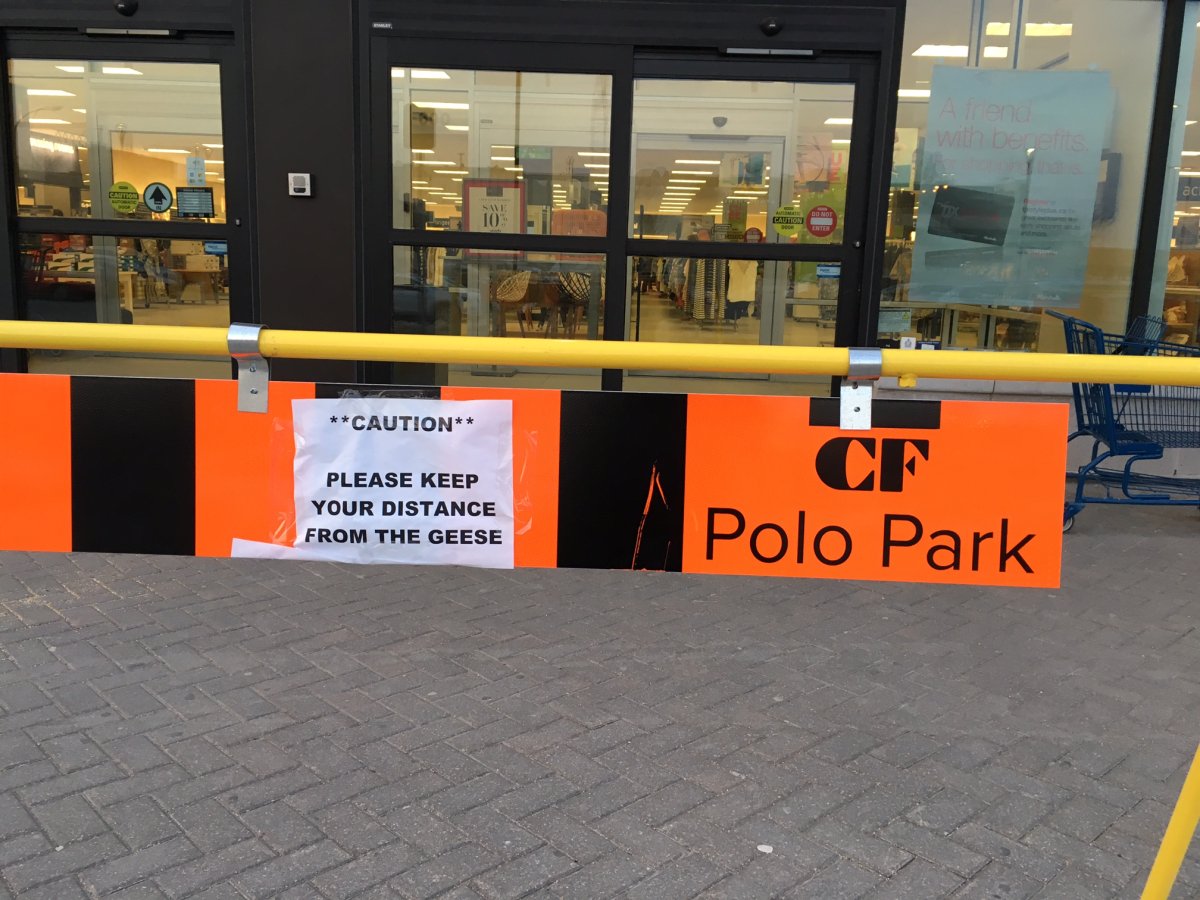 Family of geese take over Marshalls storefront near Polo Park ...