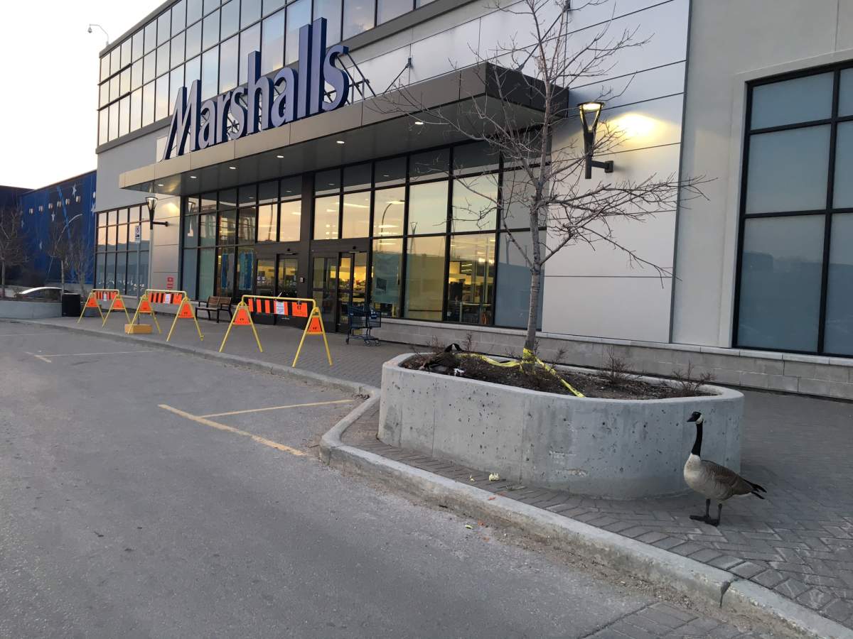 Family of geese take over Marshalls storefront near Polo Park ...