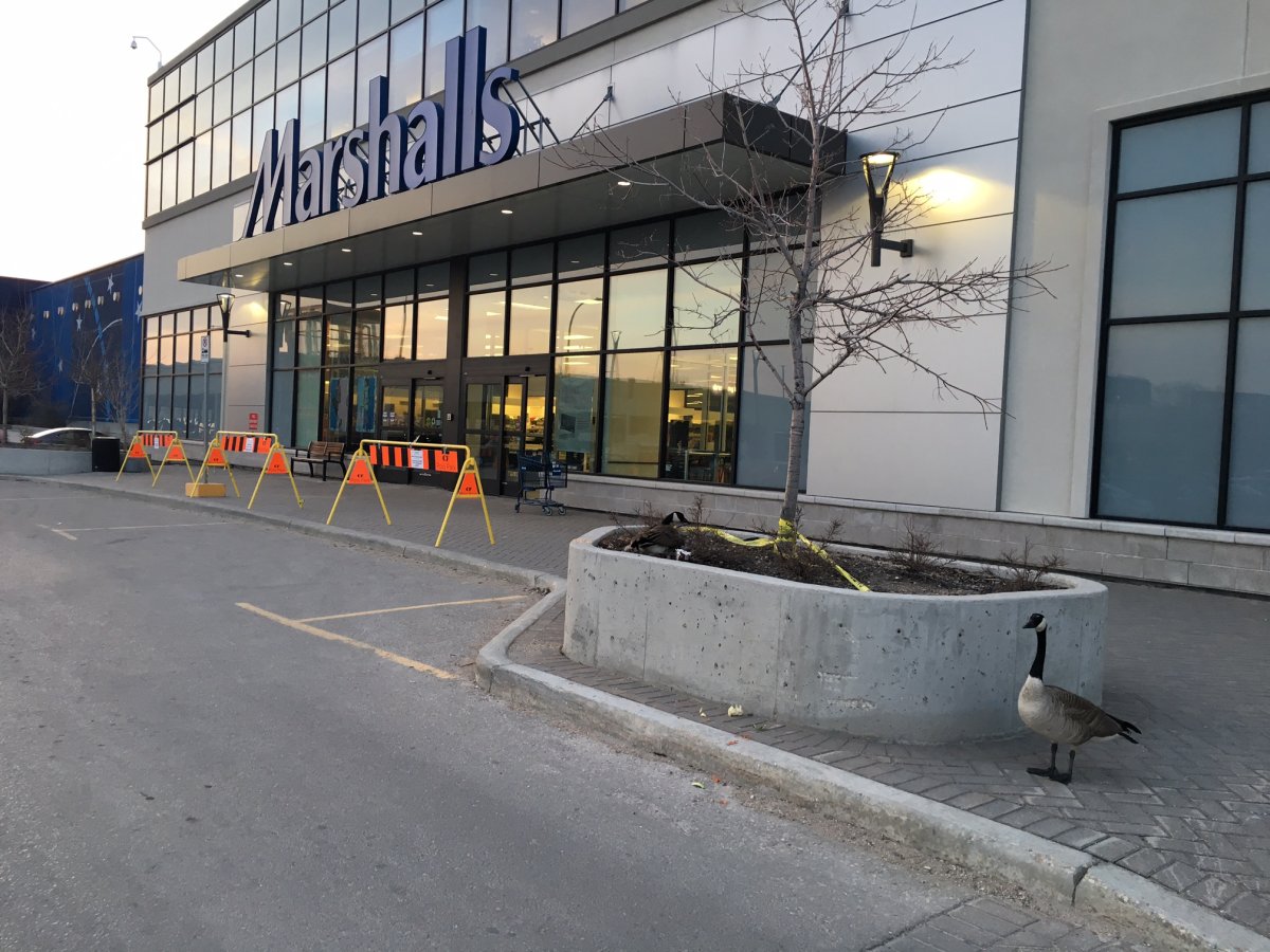 Family of geese take over Marshalls storefront near Polo Park ...