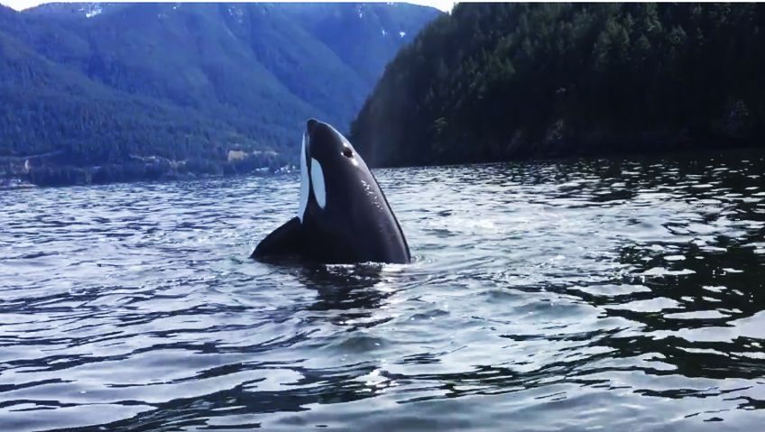 WATCH: A pod of 6 orcas chases sea lion near Bowyer Island in Howe ...