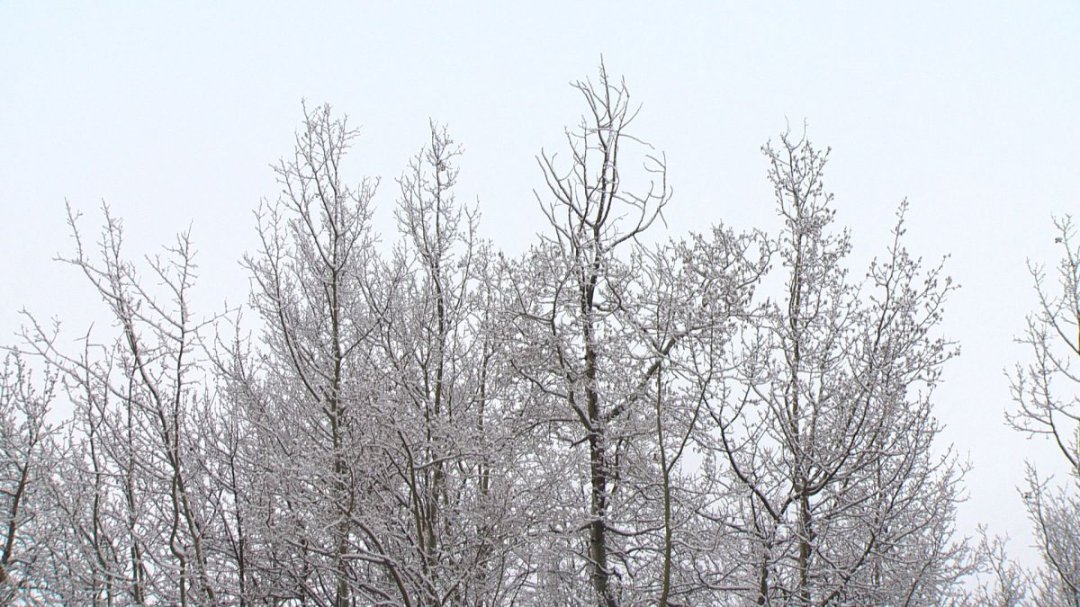 Edmontonians bemoan the winter that will never end | Globalnews.ca