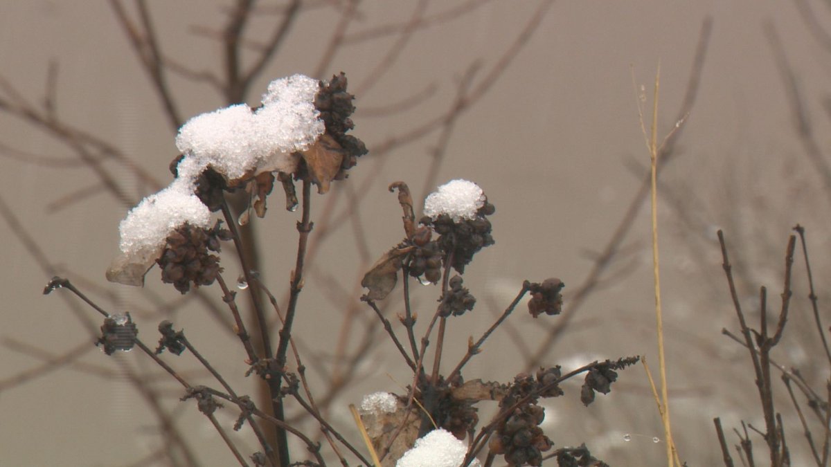 Edmontonians bemoan the winter that will never end | Globalnews.ca