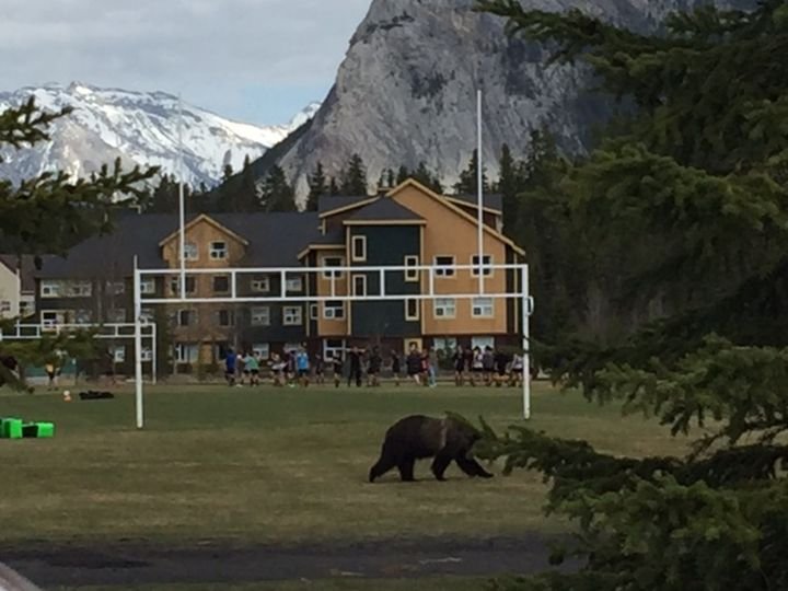 Banff National Park’s Bear 148 tries beary hard to live and let live ...