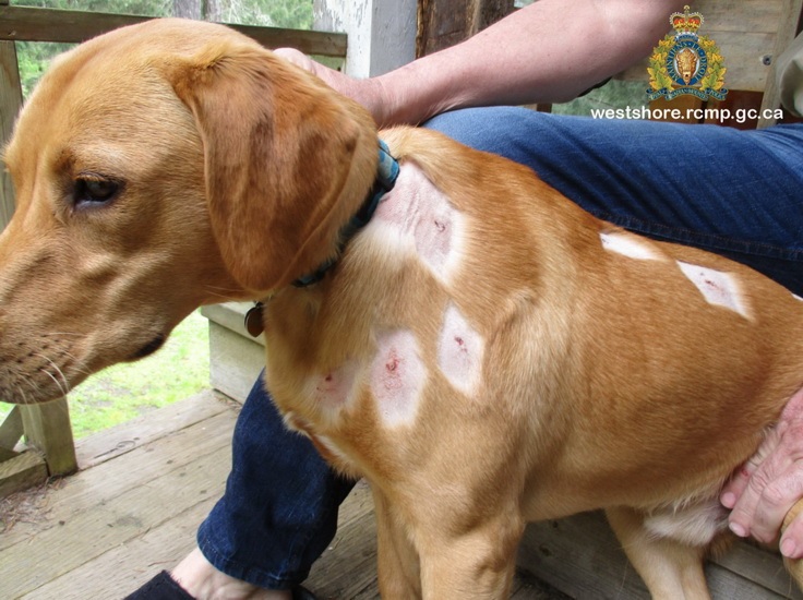 Puppy found with at least 12 pellet gun wounds on Vancouver Island - BC ...