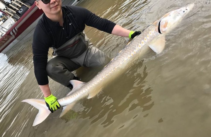WATCH: Rare golden sturgeon caught in the Fraser River - BC | Globalnews.ca