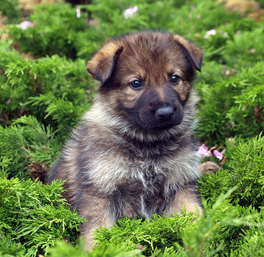 Meet the newest members of the RCMP — 13 cute puppies | Globalnews.ca