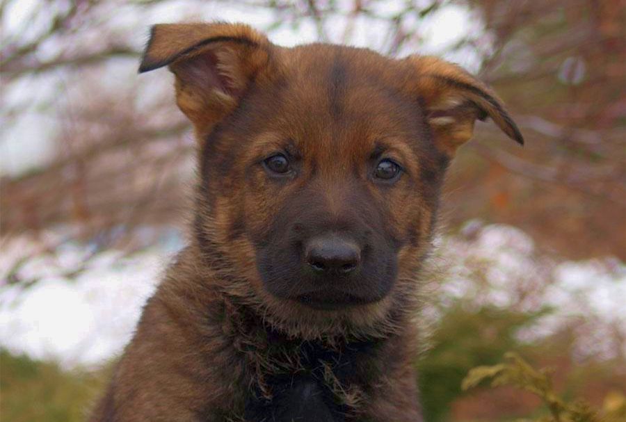 Meet the newest members of the RCMP — 13 cute puppies | Globalnews.ca