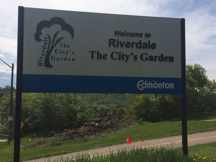 Gone but not forgotten. RIP Riverdale lilac bush - Edmonton | Globalnews.ca