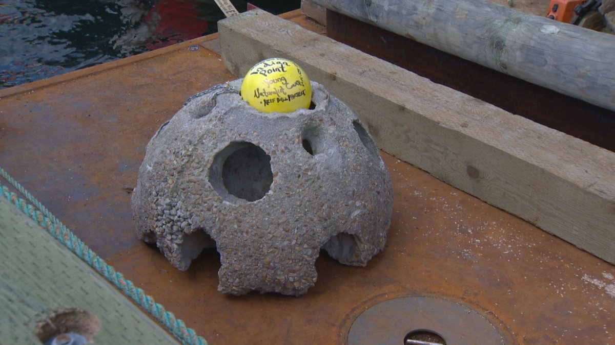 Nature club releases reef ball in Glen Haven cove - Halifax | Globalnews.ca