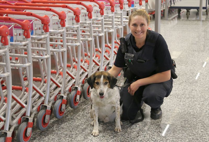 Rusty the detector dog retires after 10 years with Canada border ...