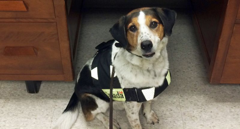 Rusty the detector dog retires after 10 years with Canada border ...