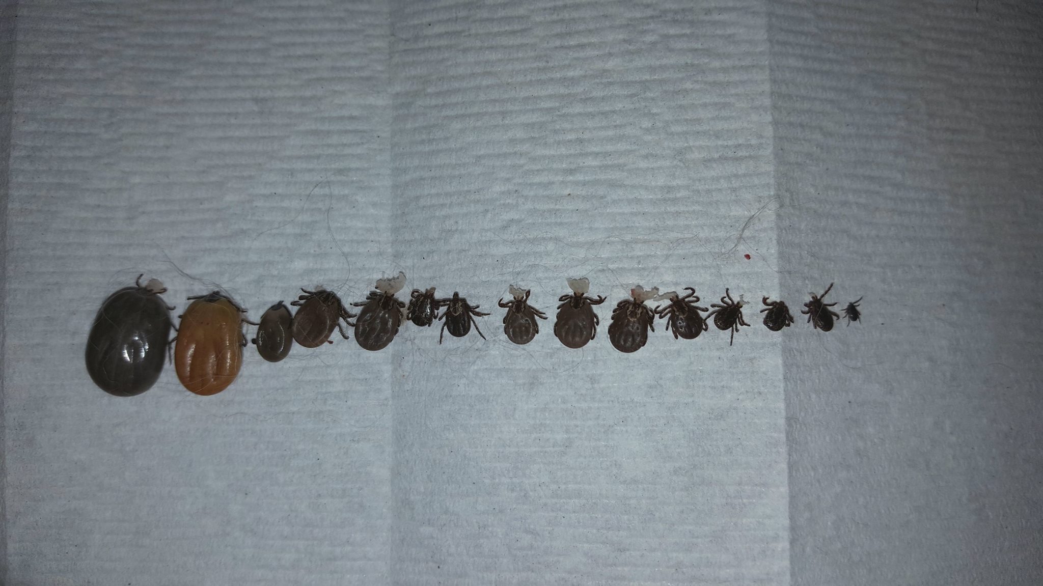 An uptick in ticks? How Nova Scotians can protect themselves this ...