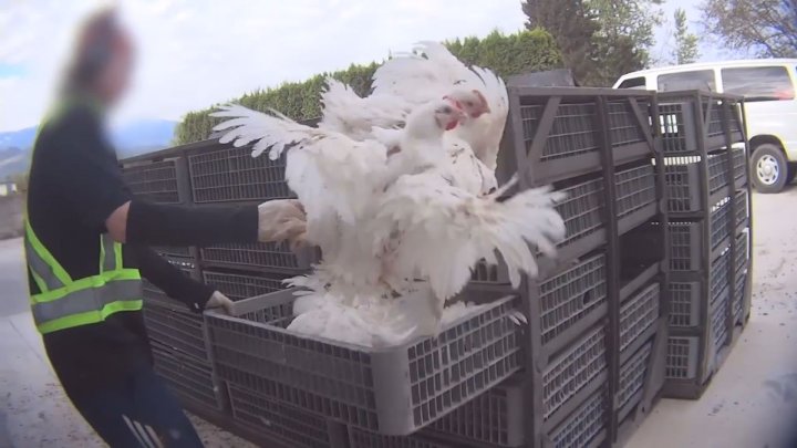 chicken abuse | News, Videos & Articles