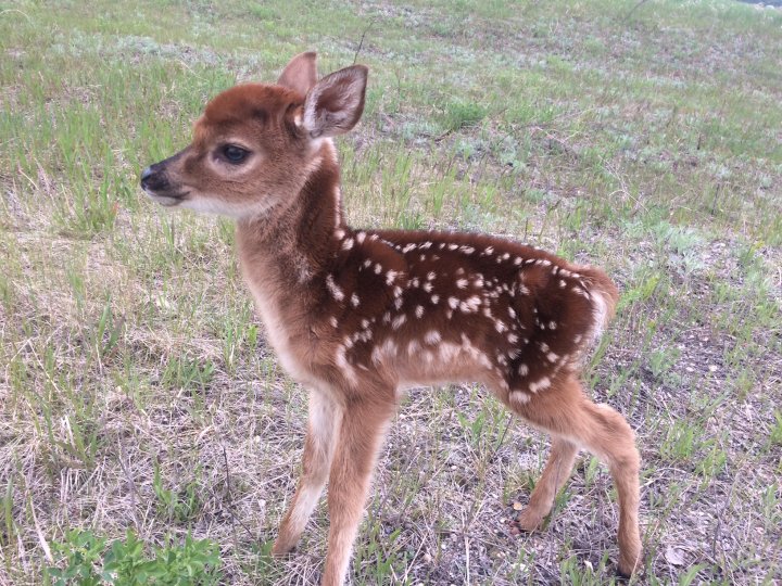 Best ‘Your Manitoba’ photos in May 2017 - Winnipeg | Globalnews.ca