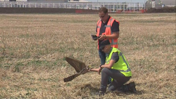 Robotic falcon takes flight at Edmonton International Airport ...