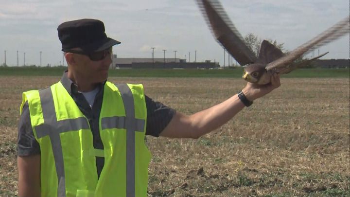 Robotic falcon takes flight at Edmonton International Airport ...