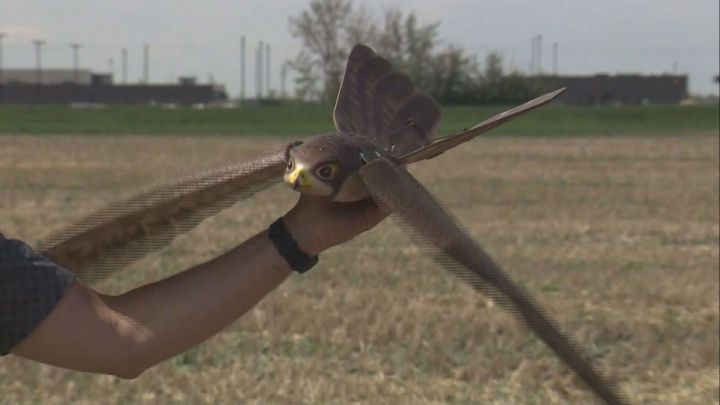 Robotic falcon takes flight at Edmonton International Airport ...