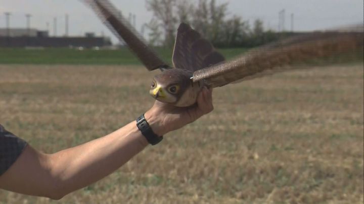 Robotic falcon takes flight at Edmonton International Airport ...
