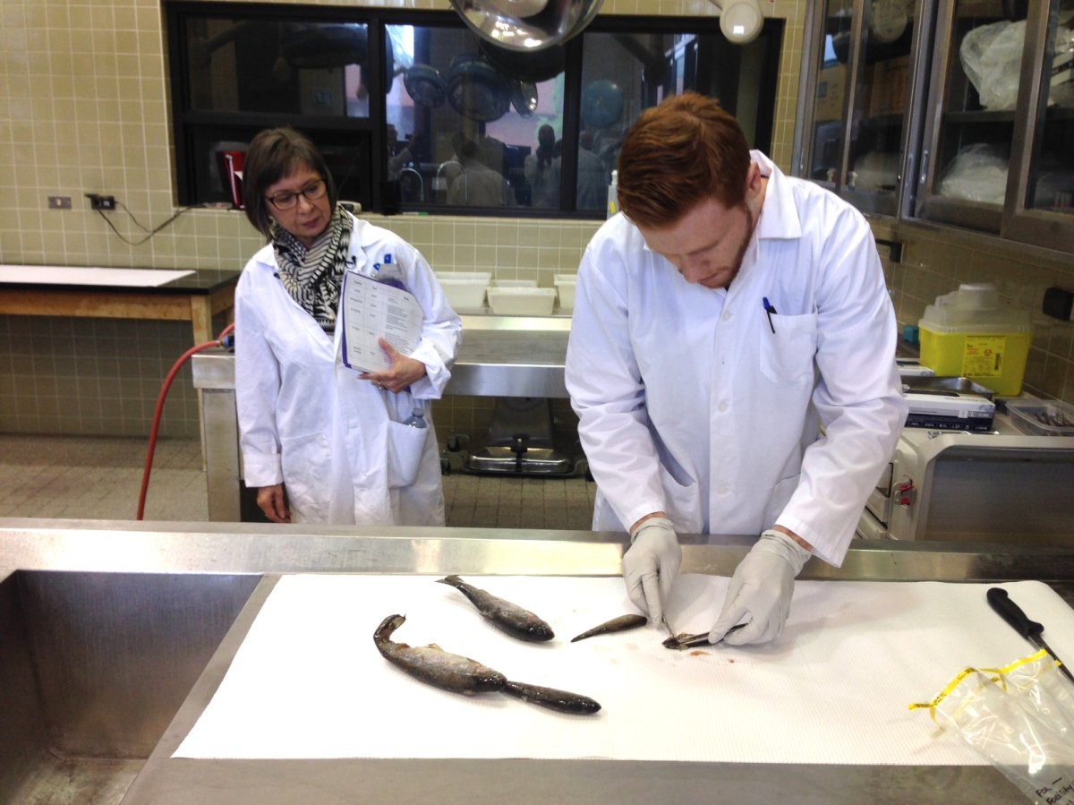 Alberta opening first whirling disease laboratory | Globalnews.ca