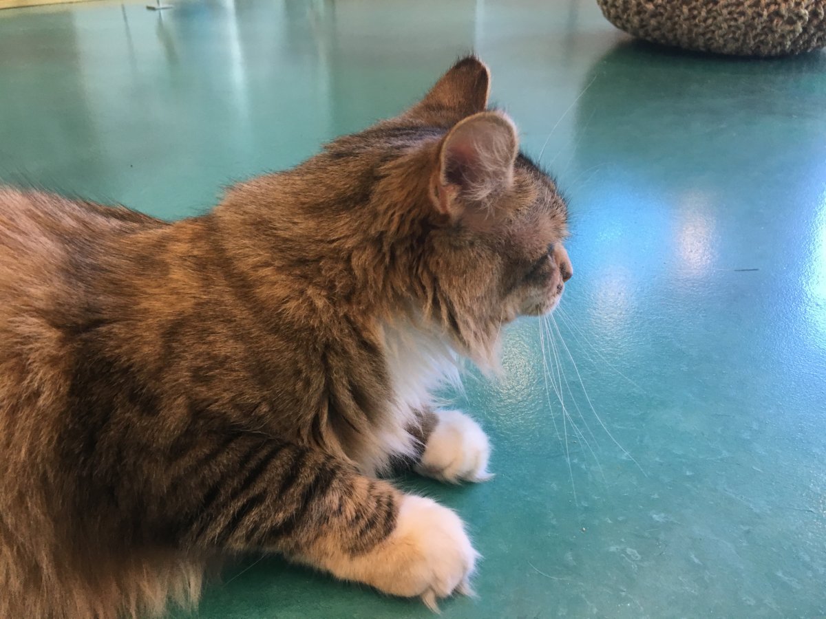 First Calgary cat café opens its doors - Calgary | Globalnews.ca