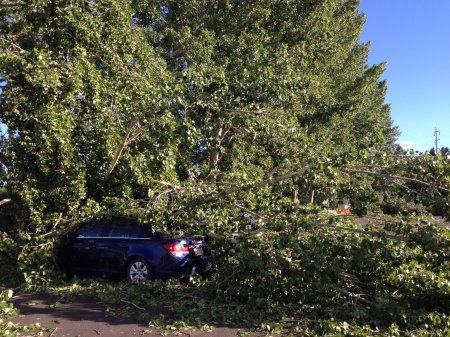 Red Deer storm aftermath: $150K in costs so far; 400 properties still ...