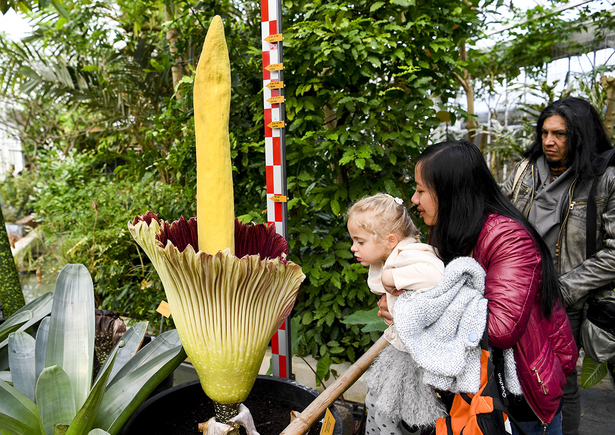 What’s six-feet tall and smells like rotting meat? Vancouver ‘corpse ...